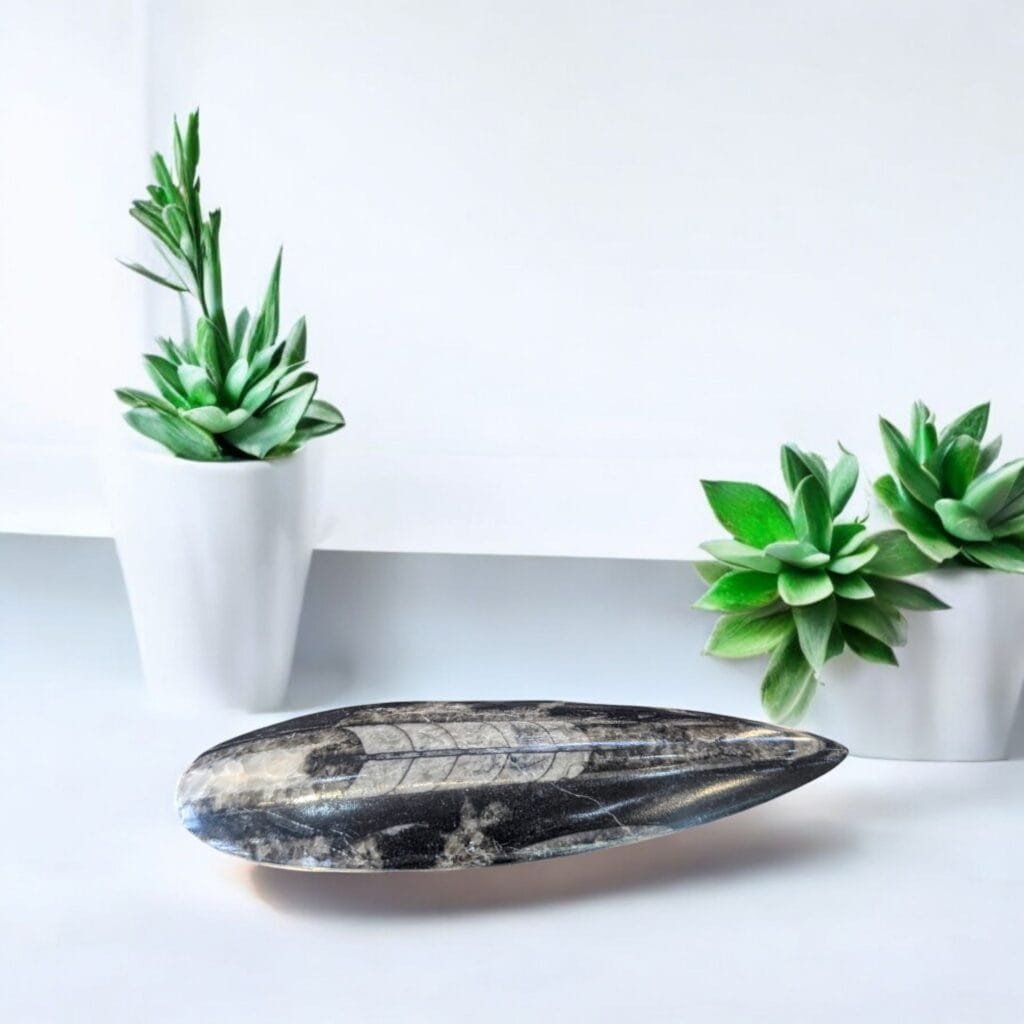 Polished Orthoceras Fossil - Serenity Stones